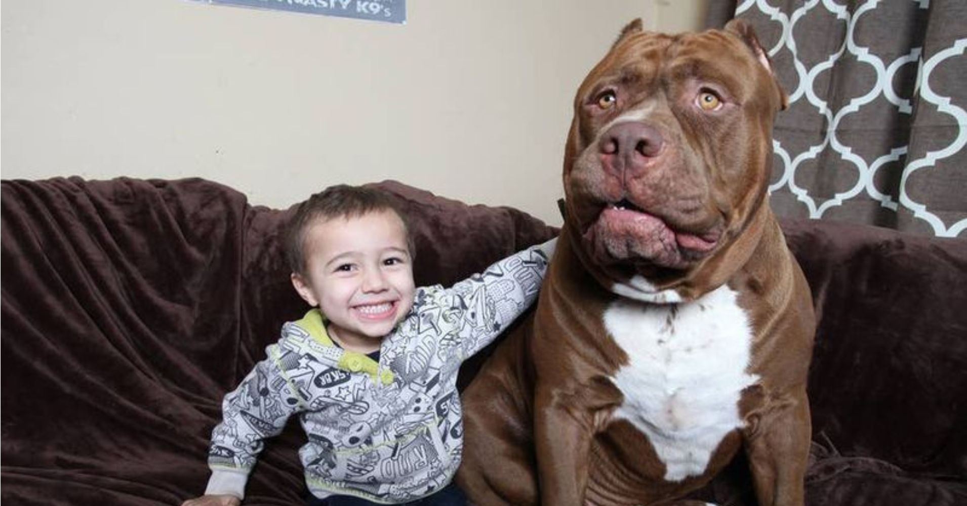 17 Unforgettable Qualities That Define Pit Bulls - Epic dogs tales
