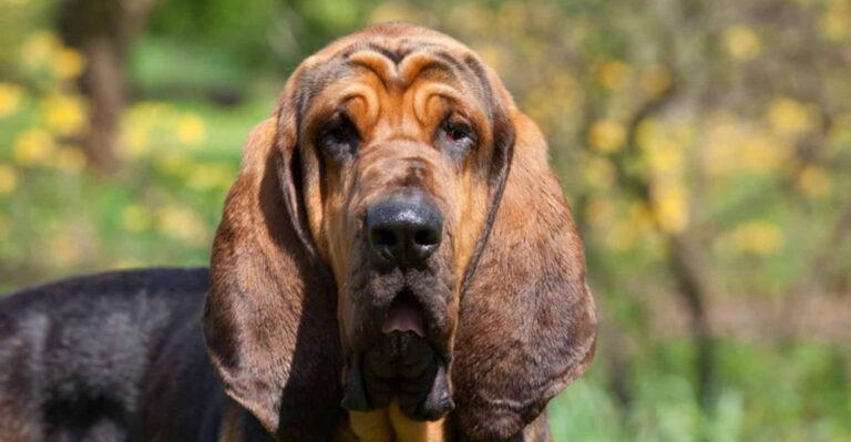 18 Dogs With Incredible Scenting Abilities - Epic dogs tales