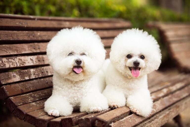 20 Low-Shedding Dog Breeds That Make Life Cleaner and Easier - Epic ...