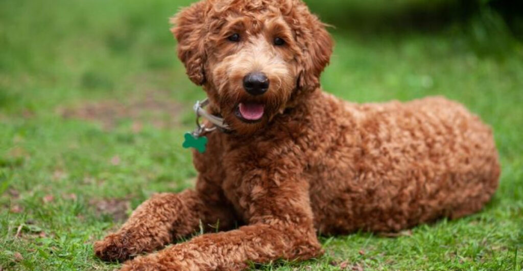 20 of the Most Popular Doodle Dog Mixes - Epic dogs tales