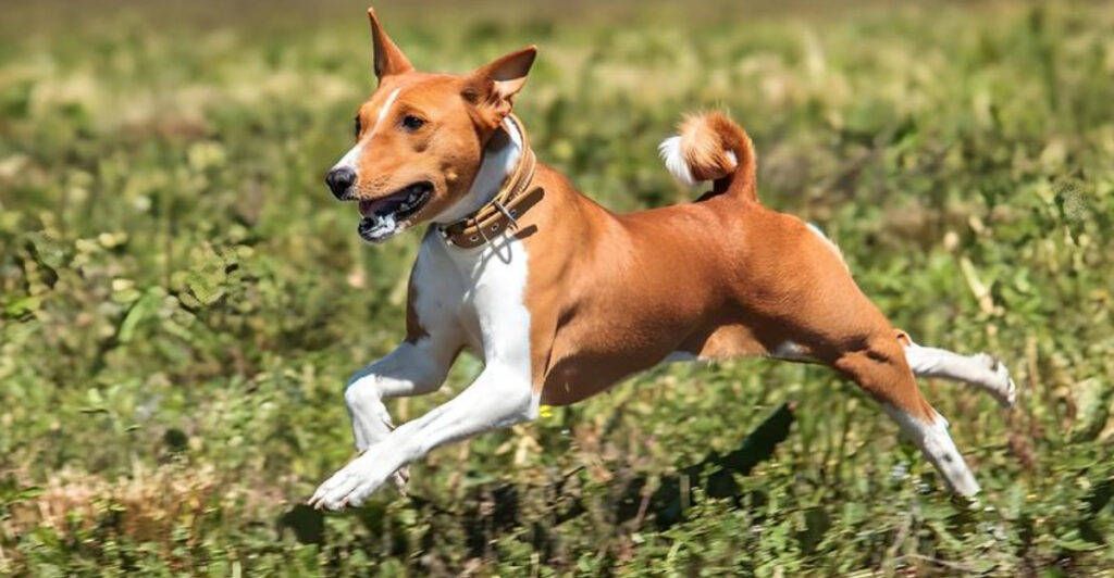23 Dog Breeds That Prefer Space Over Snuggles – Not Your Typical Lap ...