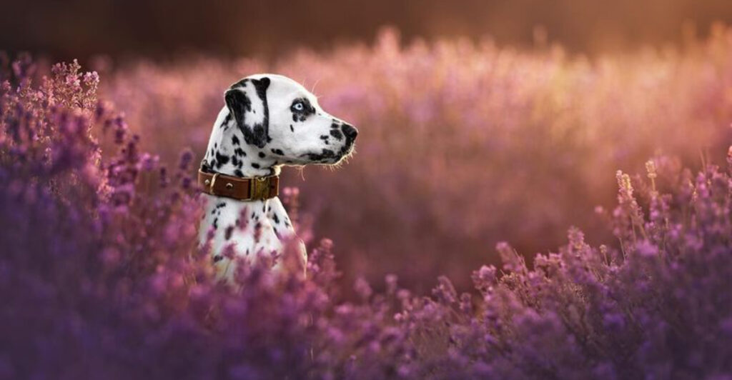 25 of the Coolest Dogs in the World and What Makes Them So Special ...