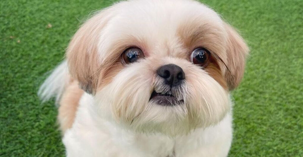 A Definitive Ranking of the 15 Cutest Dog Breeds - Epic dogs tales