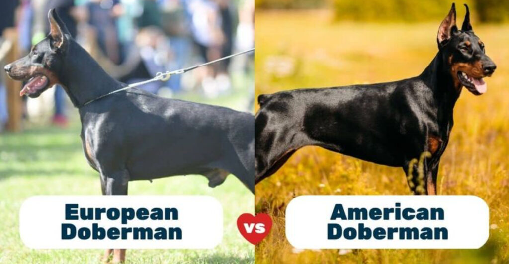 American Vs. European Dobermans: 13 Distinctive Traits Compared - Epic ...