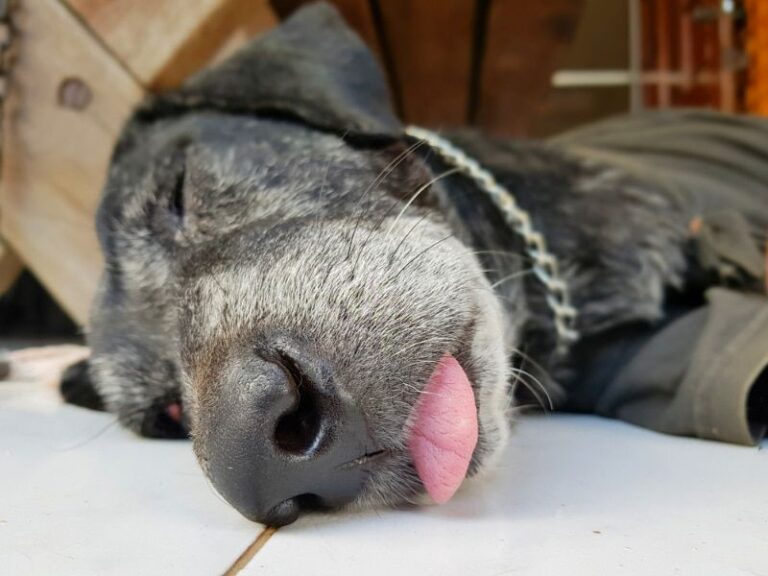 12 Ways to Check If Your Dog is Dead or Unconscious - Epic dogs tales