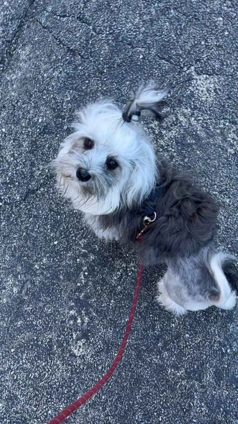 25 of the Coolest Dogs in the World and What Makes Them So Special ...