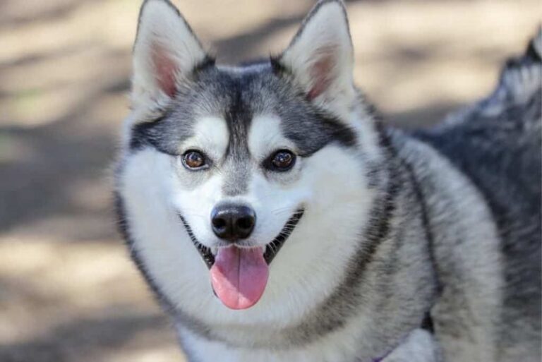 12 Fox-Like Dog Breeds That Make Amazing Pets - Epic dogs tales