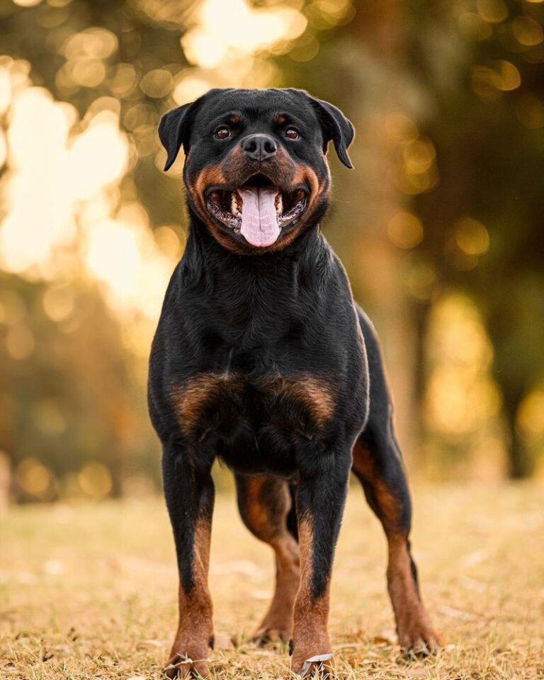 25 of the Coolest Dogs in the World and What Makes Them So Special ...