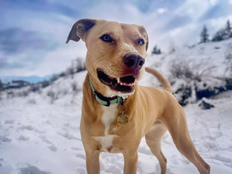 25 of the Best Mixed Dog Breeds You Can Own - Epic dogs tales