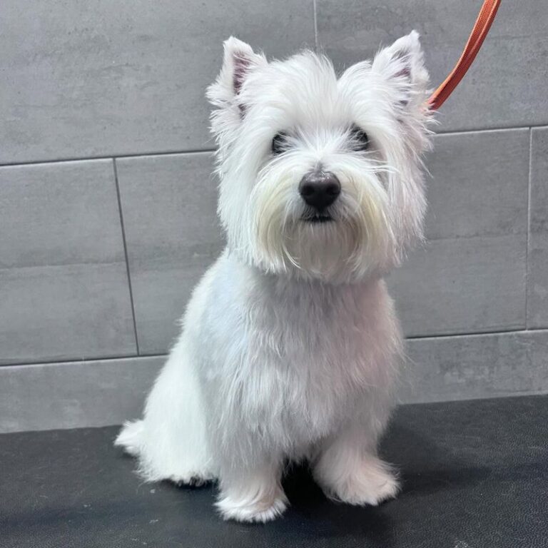 15 Dog Breeds With Stand-Up Ears That Steal the Spotlight - Epic dogs tales