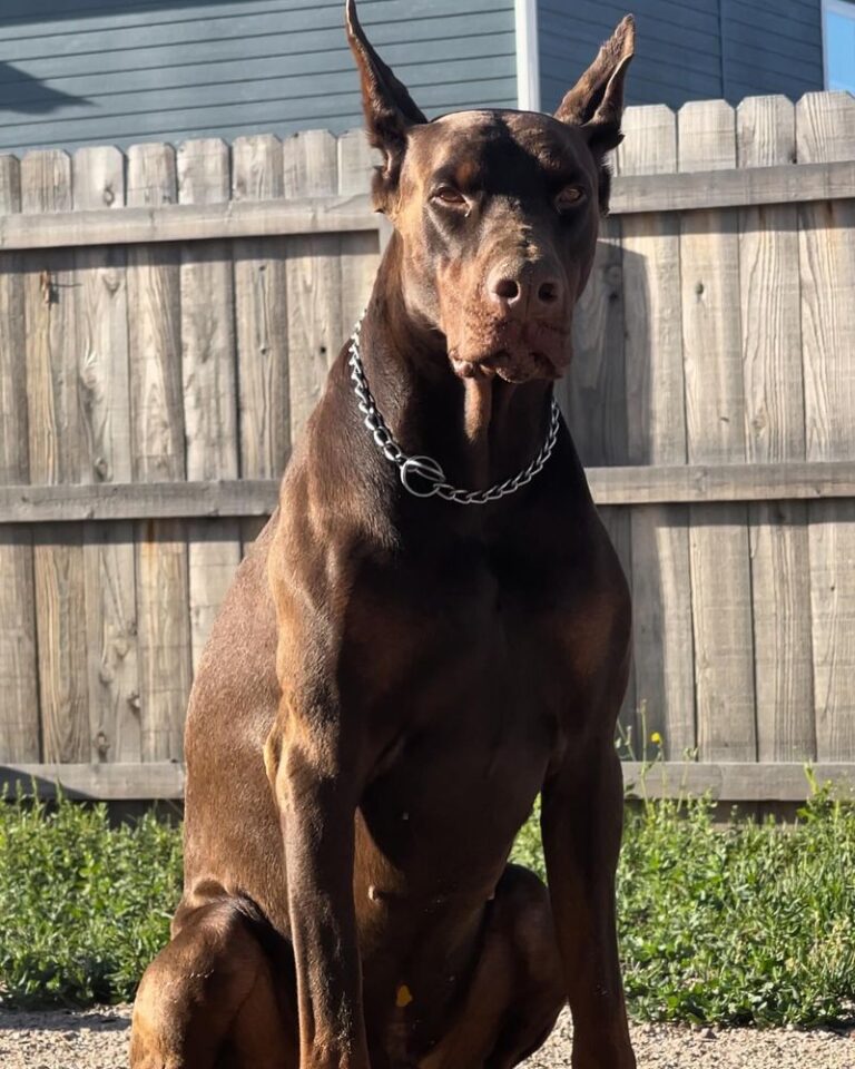 12 Most Muscular Dog Breeds And How They Got That Way - Epic dogs tales