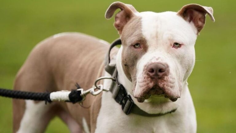 New Legislation Proposes Expanding the List of Banned Dog Breeds - Epic ...