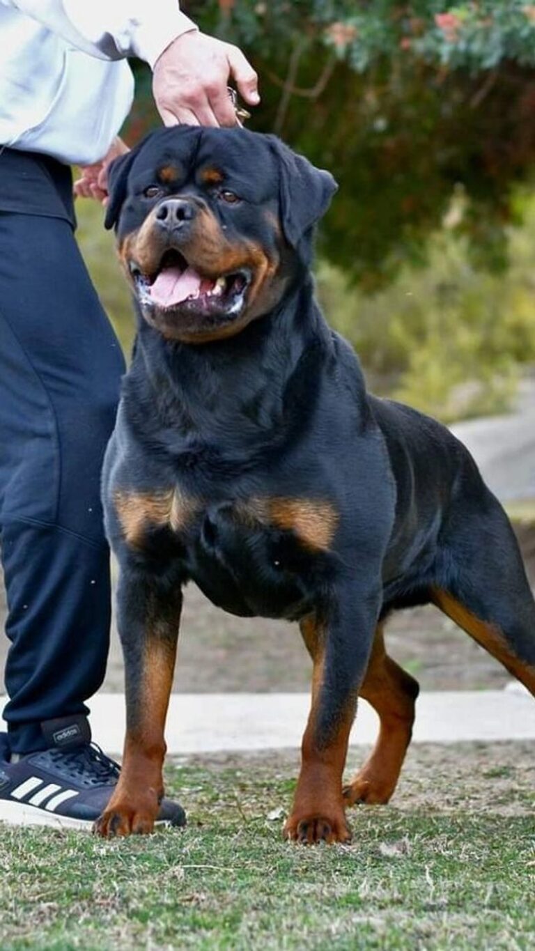 12 Most Muscular Dog Breeds And How They Got That Way - Epic dogs tales