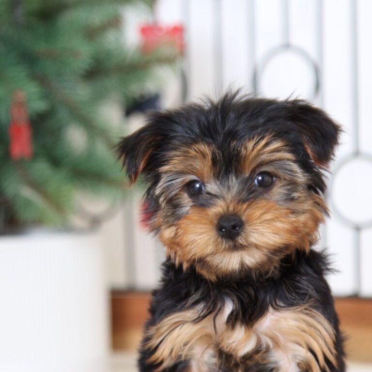 20 Dog Breeds That Make The Best House Pets - Epic dogs tales