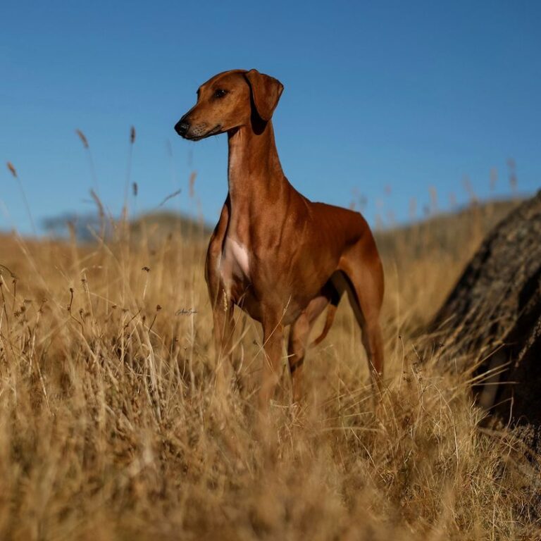 13 Oldest Dog Breeds That Have Stayed True to Their Roots for Over ...
