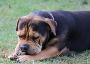 22 Fascinating Cane Corso Mixes You Need To Meet Right Now - Epic dogs ...