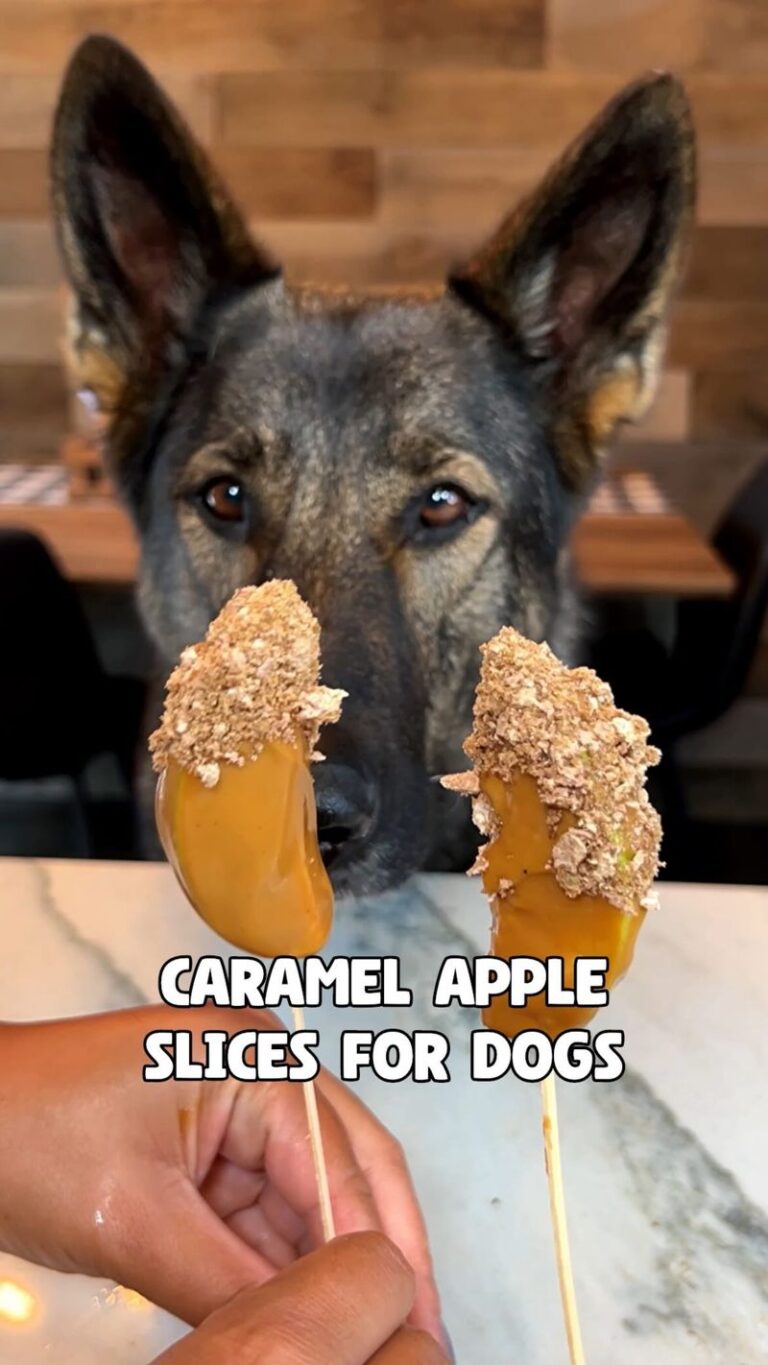 15 Healthy Snacks You Can Share with Your Dog - Epic dogs tales