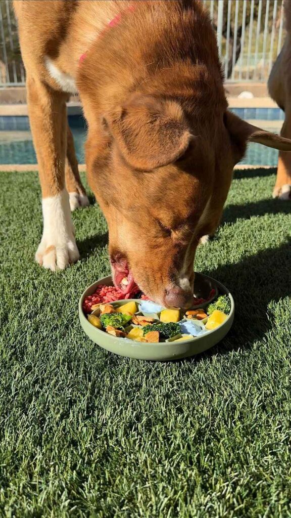 15 Healthy Snacks You Can Share with Your Dog - Epic dogs tales