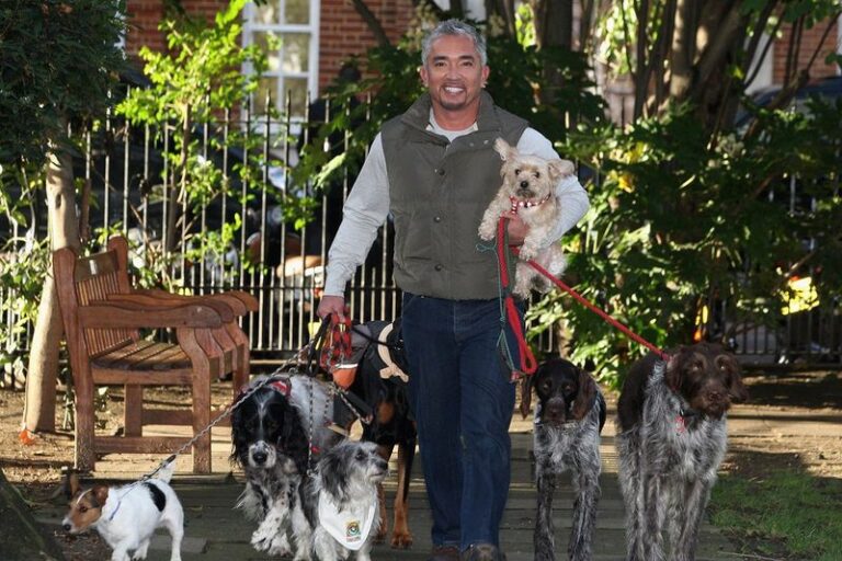 Cesar Millan’s 21-Year Reign: Why His Training Methods Are Facing ...