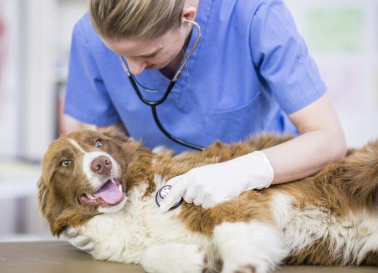 12 Ways to Check If Your Dog is Dead or Unconscious - Epic dogs tales