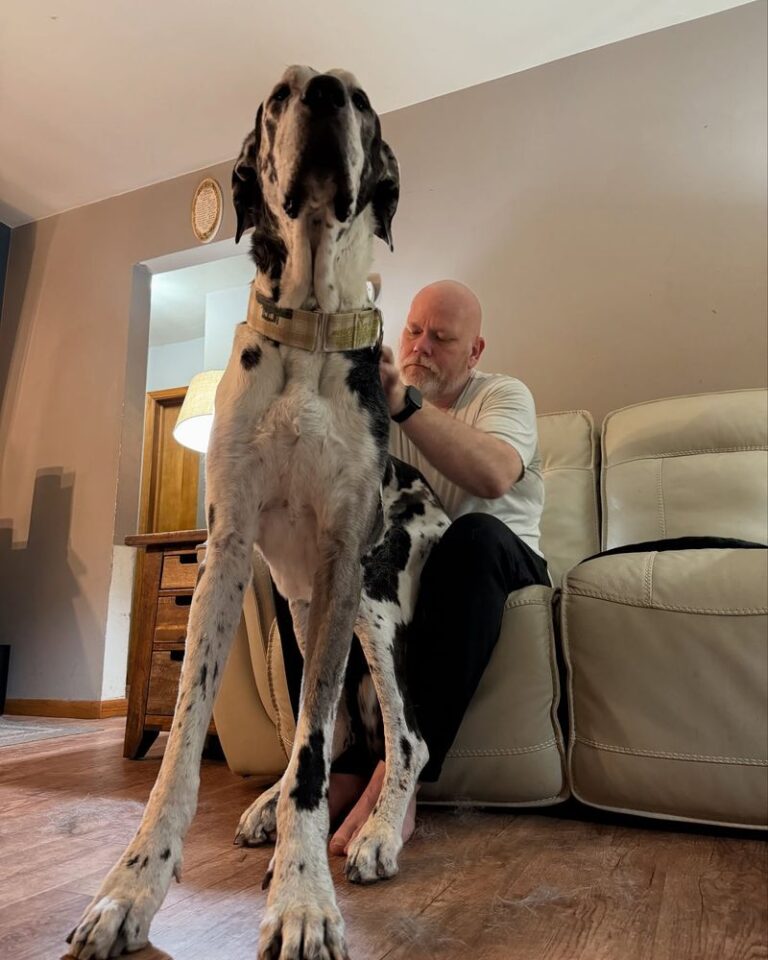 25 of the Coolest Dogs in the World and What Makes Them So Special ...