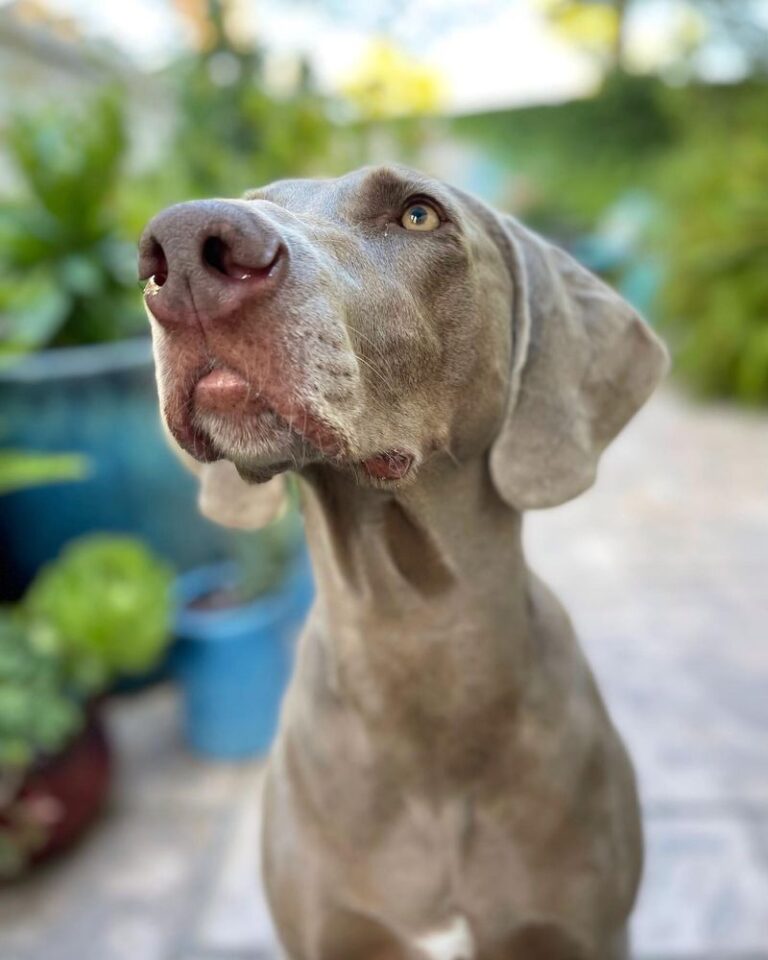 17 Noble Dog Breeds Who Were Born to Rule - Epic dogs tales