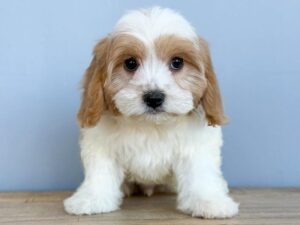 15 of the Most Popular Hybrid Dog Breeds - Epic dogs tales