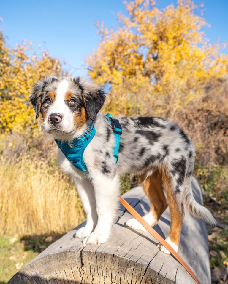 25 of the Coolest Dogs in the World and What Makes Them So Special ...
