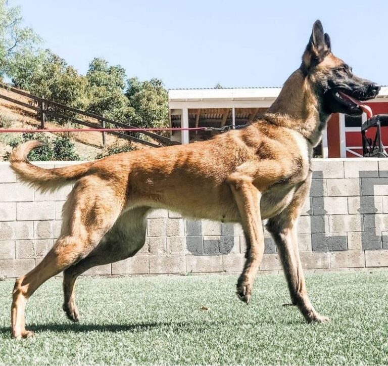 Is the Belgian Malinois Right for You? 8 Pros and Cons of This Elite ...