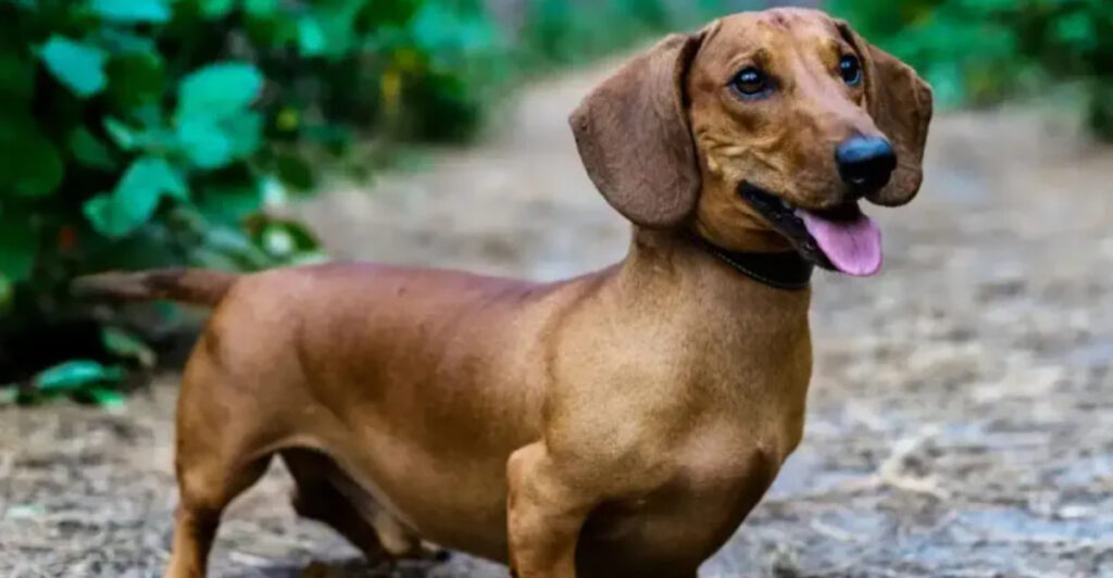 Data Doesn’t Lie, 16 Awful Dogs To Bring Home To Your Family - Epic ...