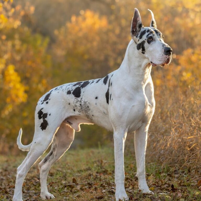 18 Best German Dog Breeds That Every Dog Lover Would Adore - Epic dogs ...