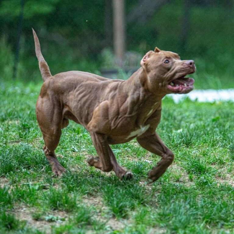 12 Most Muscular Dog Breeds And How They Got That Way - Epic dogs tales