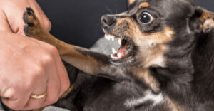 Dogs That Need To Shut Up – 14 Most Yappy Breeds - Epic dogs tales