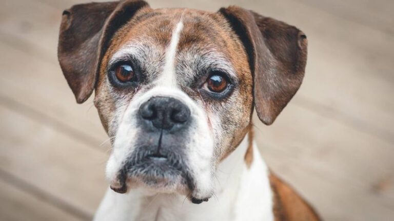 10 Common Dog Body Language Signals and What They Really Mean - Epic ...