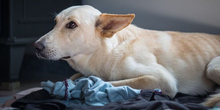 13 Signs Your Dog Is Stressed Out and How To Calm Them Down - Epic dogs ...