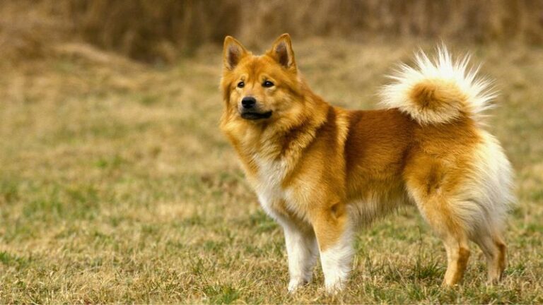 12 Fox-Like Dog Breeds That Make Amazing Pets - Epic dogs tales