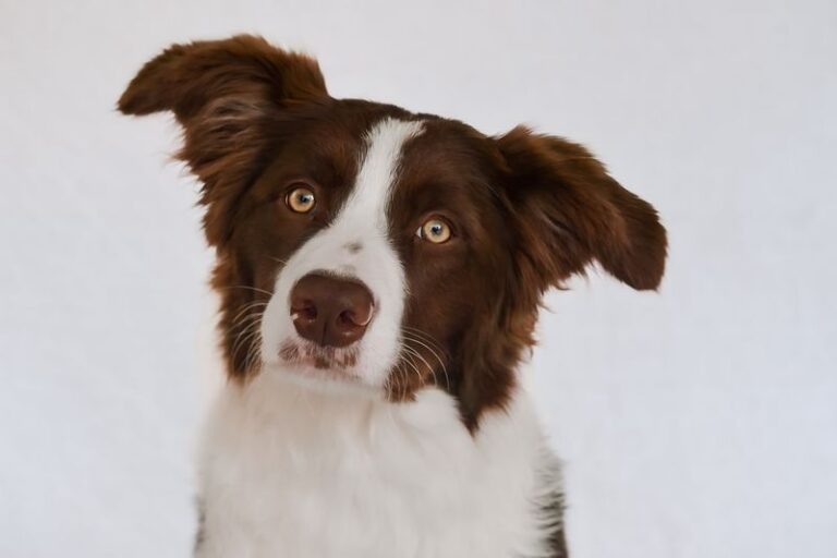 25 of the Coolest Dogs in the World and What Makes Them So Special ...
