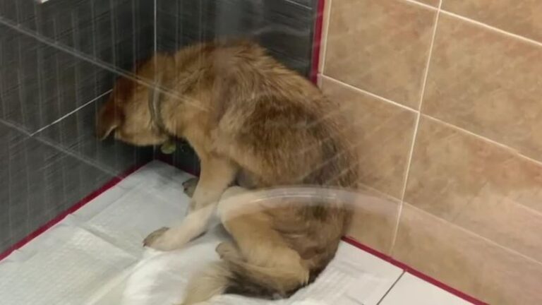 From Cuddles to Hiding: 10 Ways Dogs React When They’re Scared - Epic ...