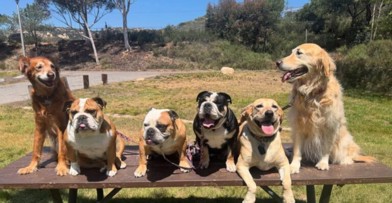 From Wolves to Family Dogs: 15 Breeds With a Natural Pack Mentality ...