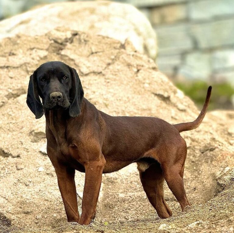 18 Best German Dog Breeds That Every Dog Lover Would Adore - Epic dogs ...