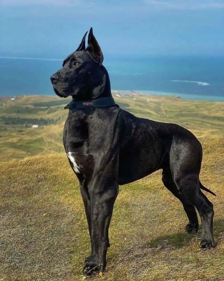 Top 15 Dog Breeds That Were Bred for War, Protection & Survival - Epic ...