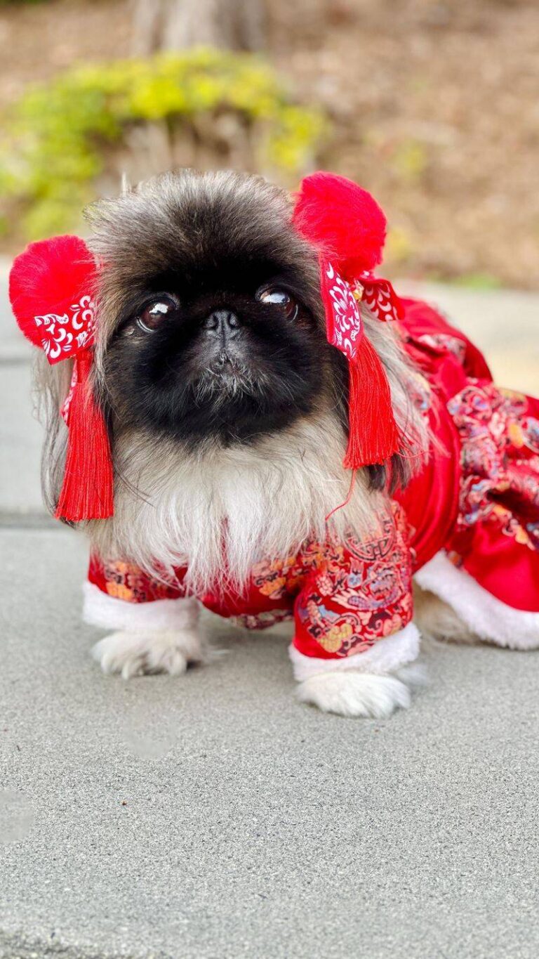17 Noble Dog Breeds Who Were Born to Rule - Epic dogs tales