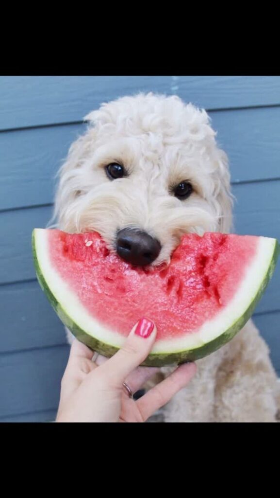 15 Healthy Snacks You Can Share with Your Dog - Epic dogs tales