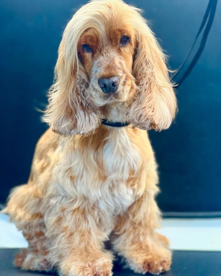 14 Dog Breeds with the Most Stunning and Silky Fur - Epic dogs tales