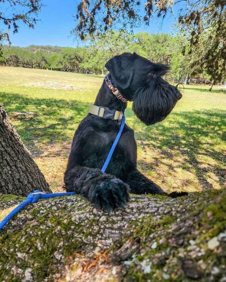 18 Best German Dog Breeds That Every Dog Lover Would Adore - Epic dogs ...