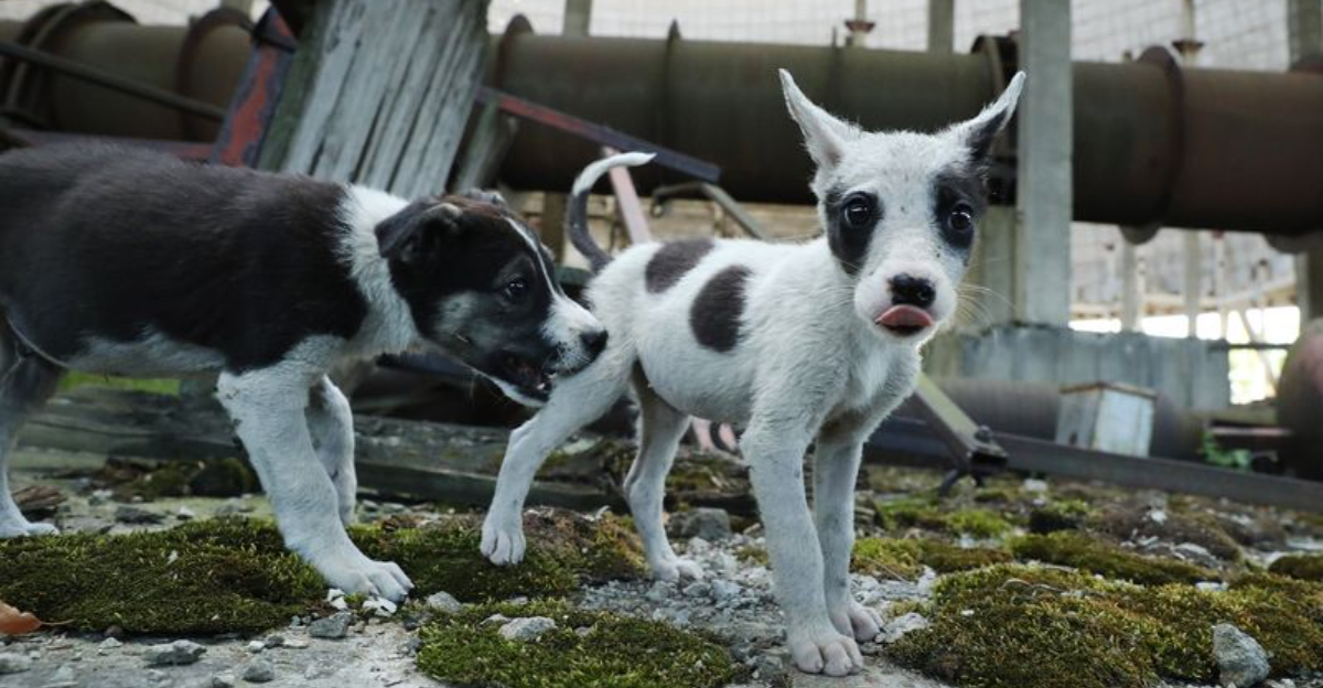 How Radiation May Be Shaping the Future of Dogs in Chernobyl — 10 ...