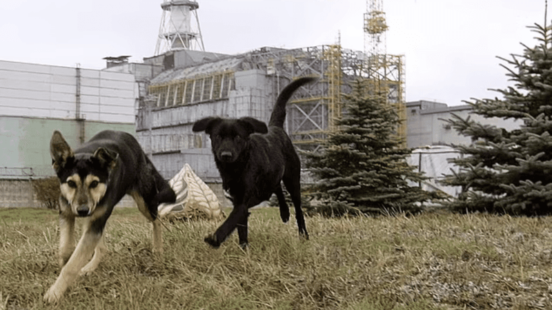 How Radiation May Be Shaping the Future of Dogs in Chernobyl — 10 ...