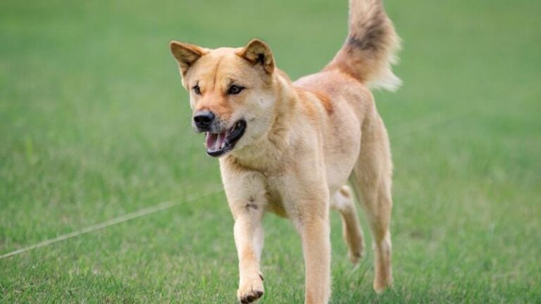 12 Fox-Like Dog Breeds That Make Amazing Pets - Epic dogs tales