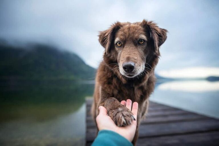 The 14 Positive Effects Of Dogs On Human Life - Epic dogs tales