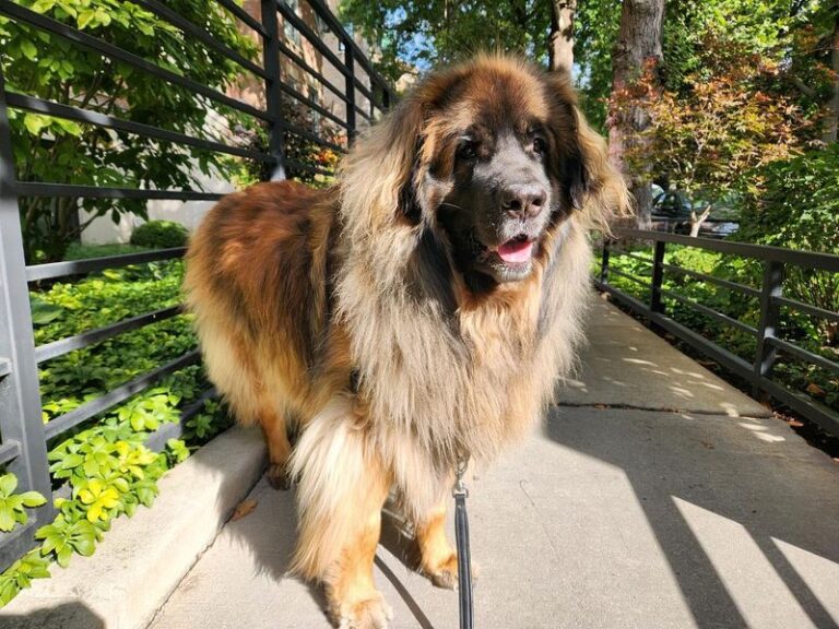 17 Tallest Dog Breeds, Ranked by Height - Epic dogs tales